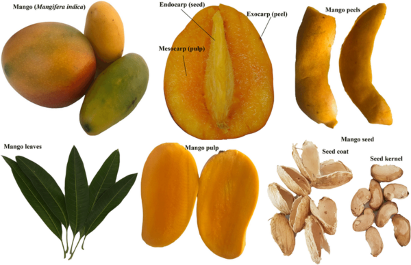 Mangifera Indica- Mango - Lautoka City Council