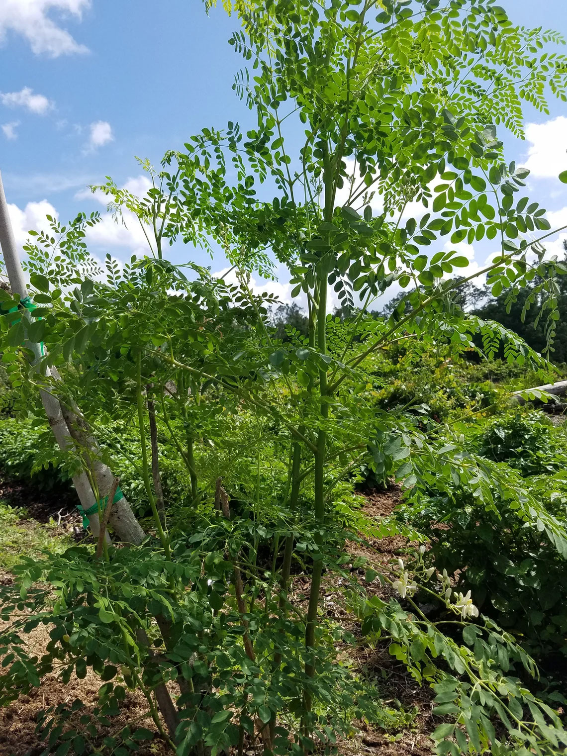Moringa Oleifera - Saijan - Lautoka City Council
